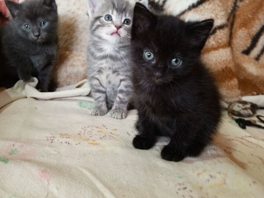 Котята сибирские