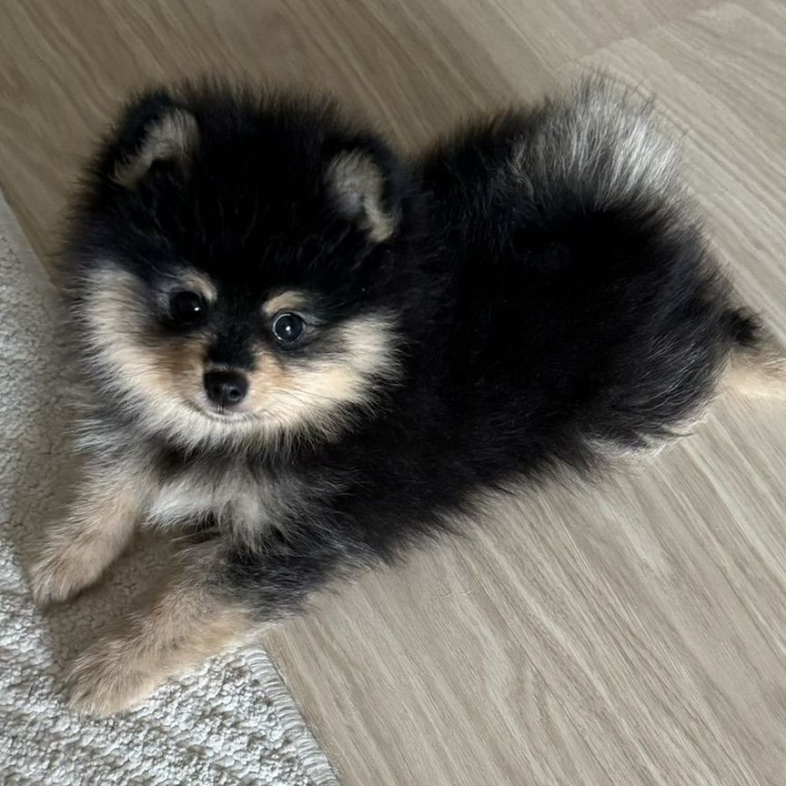 Померанский шпиц