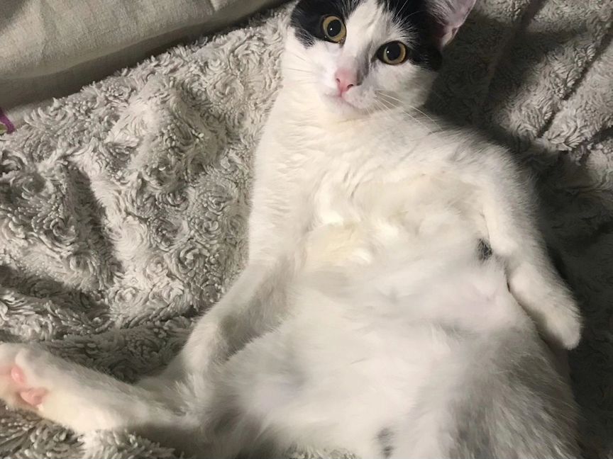 Котенок Пусичка