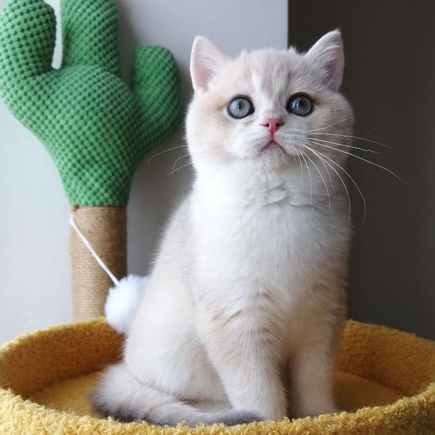 Британский короткошёрстный котёнок