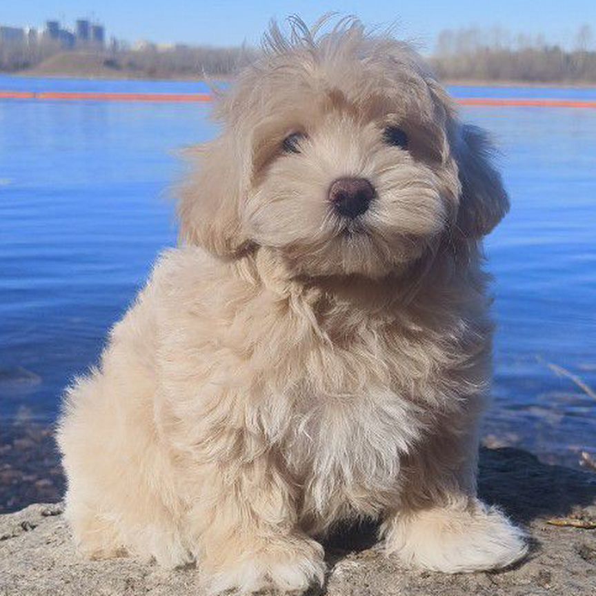 Мальтипу, щенок