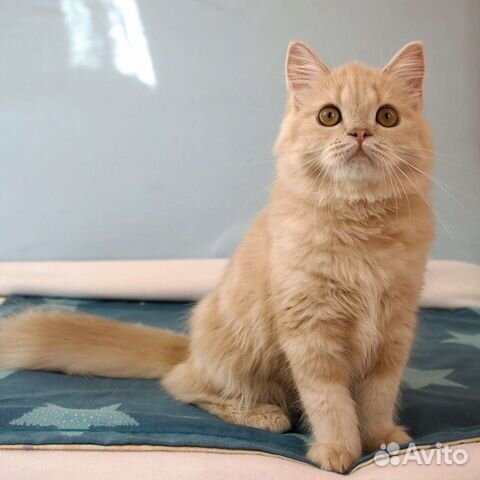 Шотландские котята. Котик хайленд страйт
