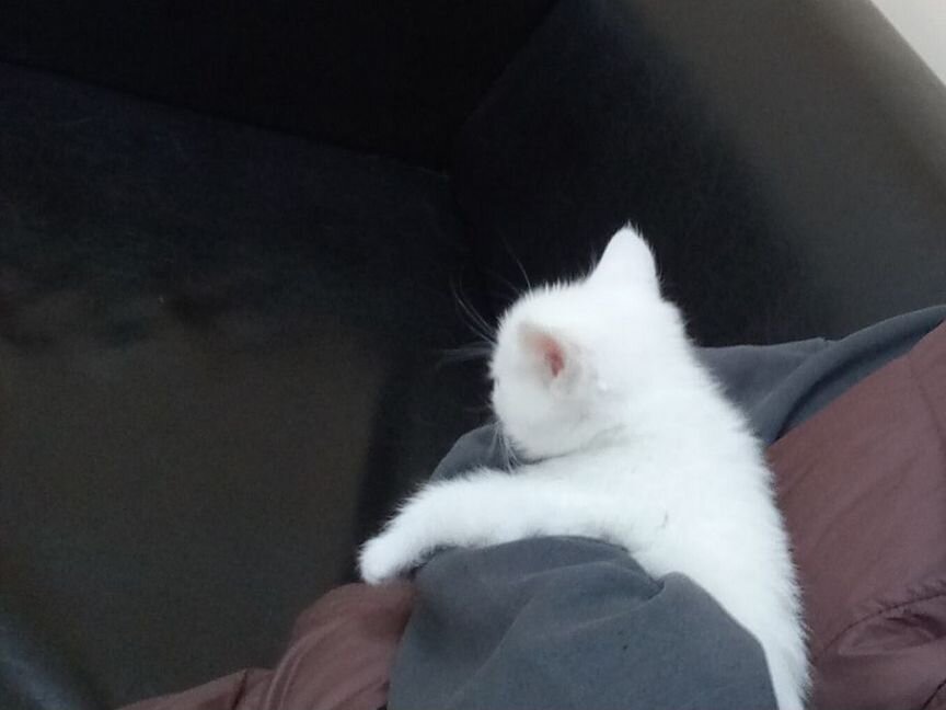 Шатланский котёнок