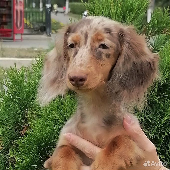 Девочка, такса кроличья длинношерстная