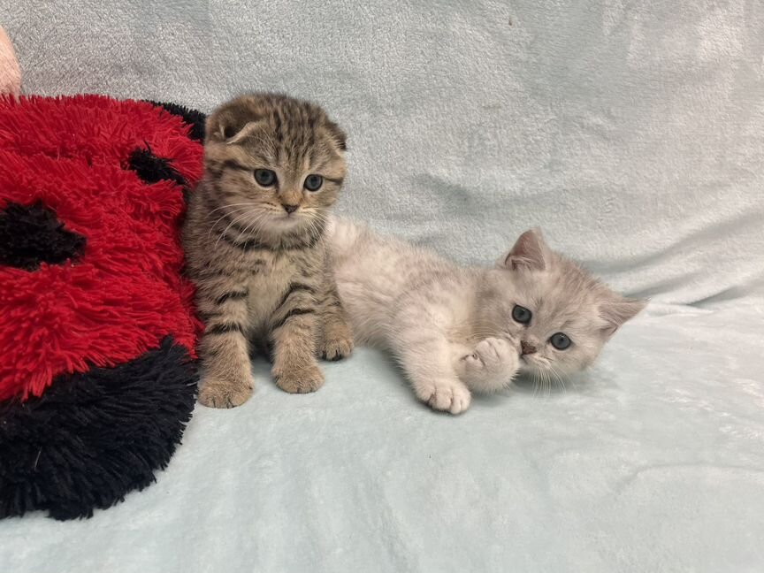 Шотландские вислоухие котята