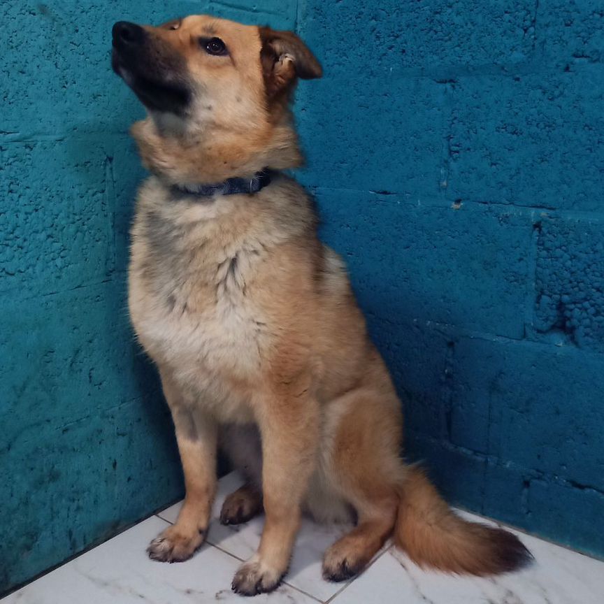 Собака в добрые руки