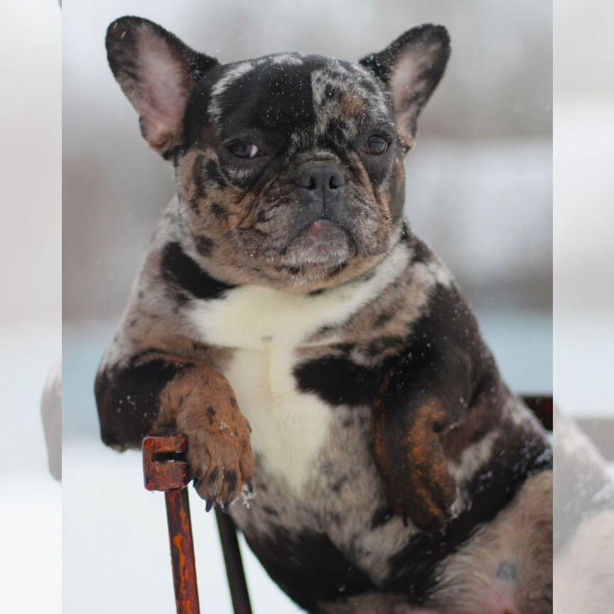 Французский бульдог, щенок