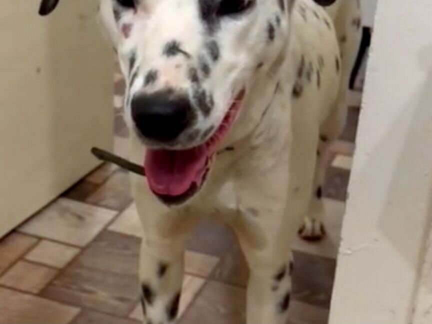 Далматинец