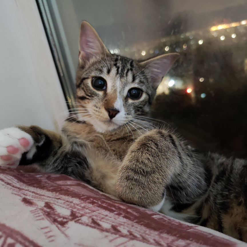 Котёнок Лобсанг