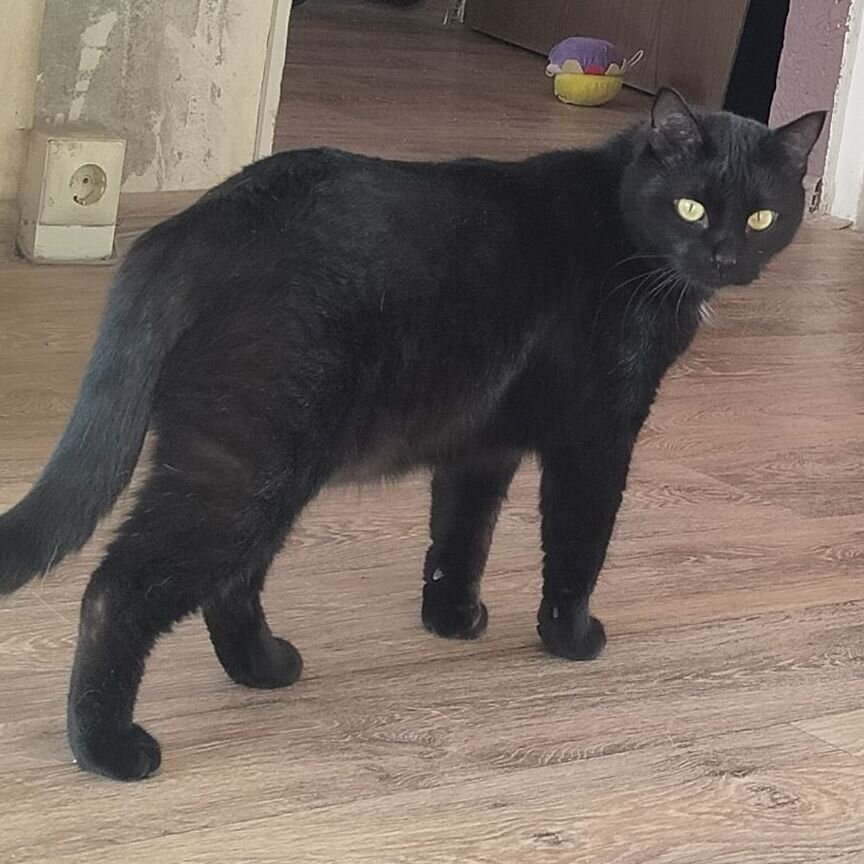 Взрослый кот в добрые руки