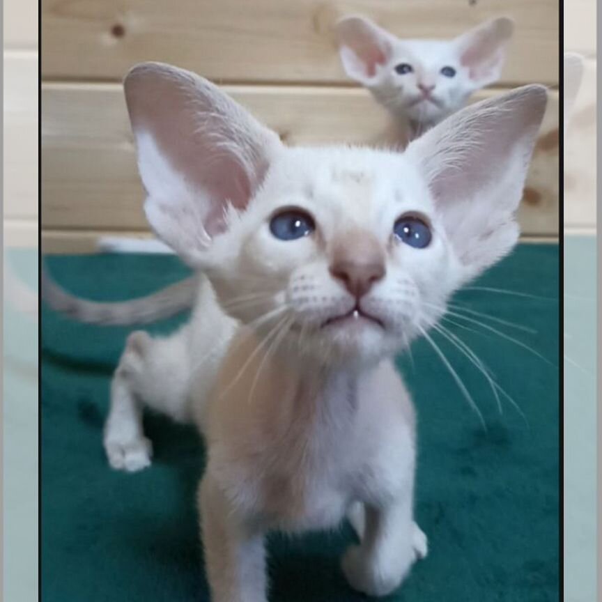 Ориентальный котёнок