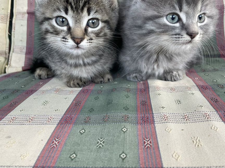 Котики за шоколадку