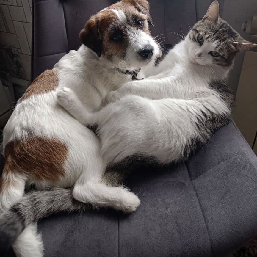 Джек-рассел-терьер, взрослая собака