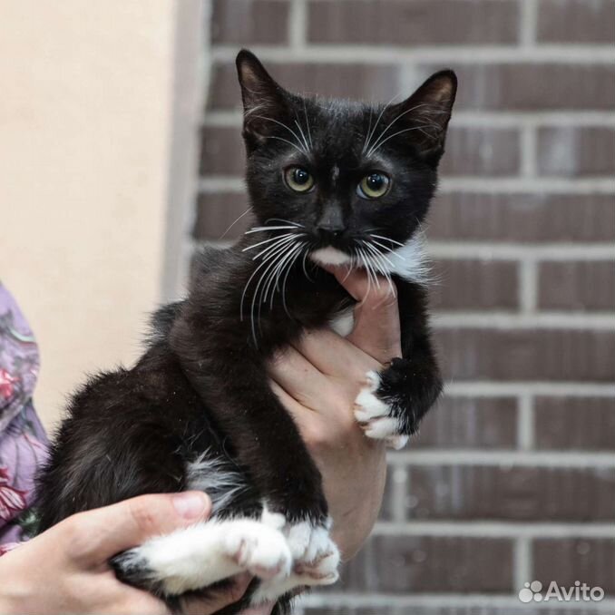 Котенок девочка Маруся 4-4,5 мес