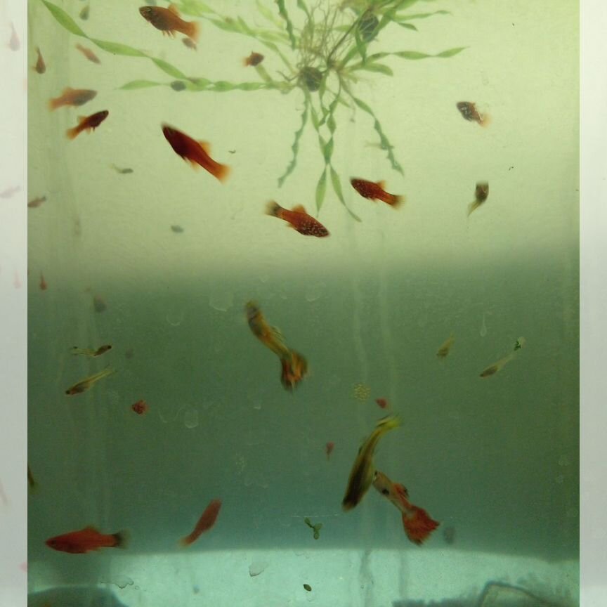 Молодь вилочных меченосцев красные и берлинцы