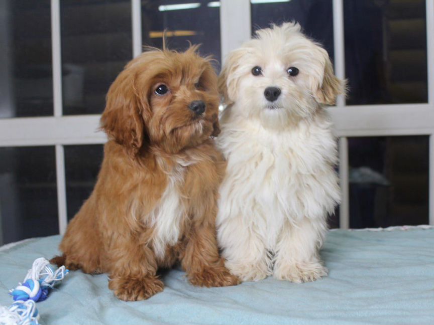 Мальтипу и Кавапу