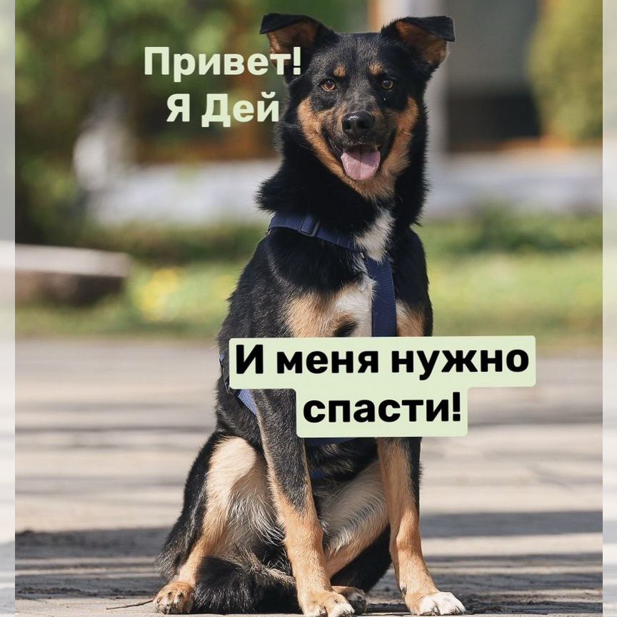 Взрослый пёс в добрые руки