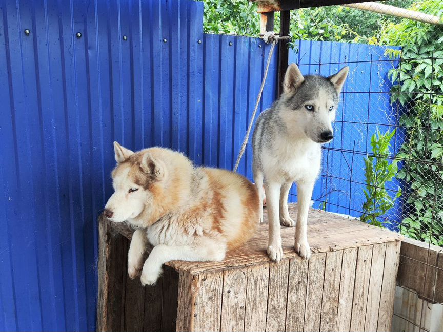 В добрые руки