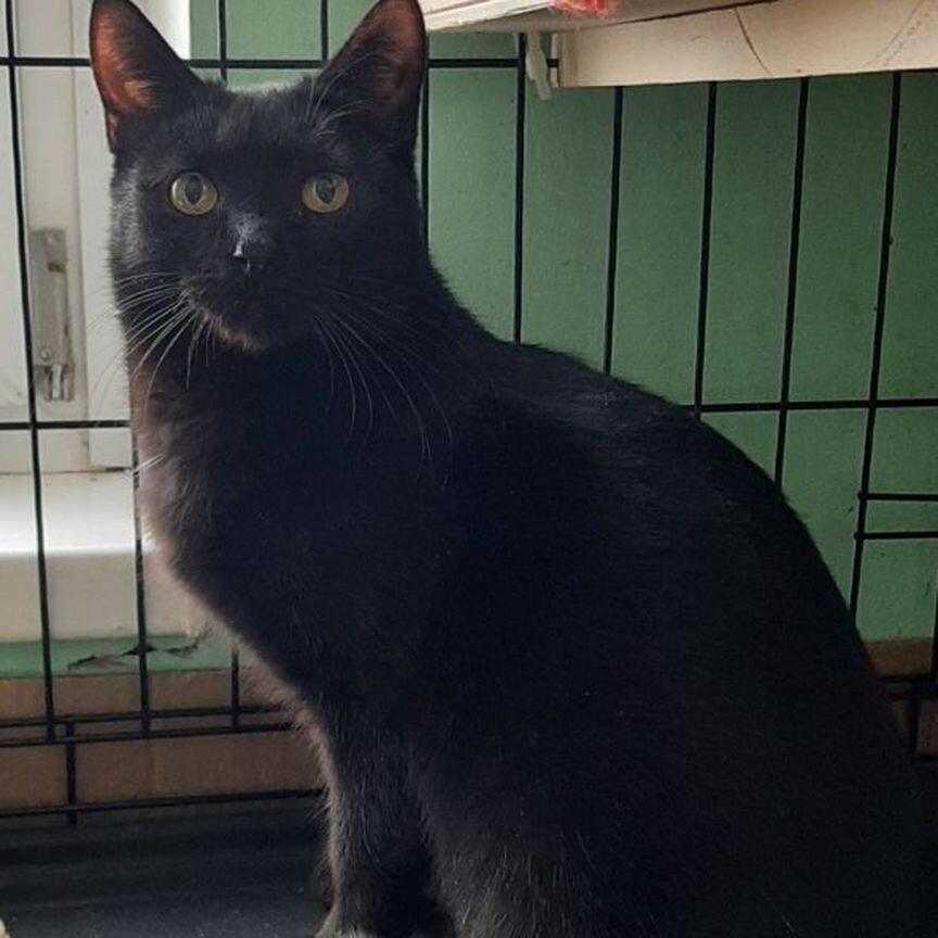 Кошечка Черри