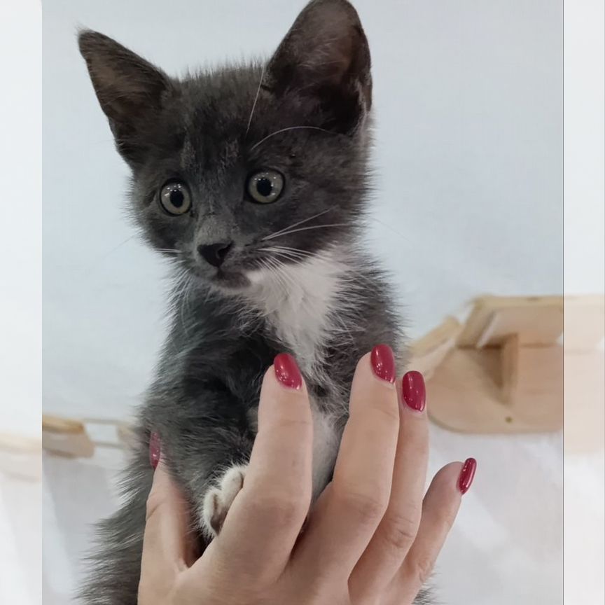 Котёнок из приюта