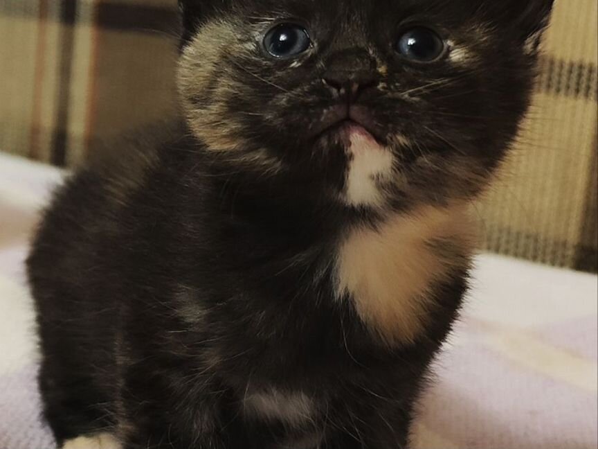 Котёнок