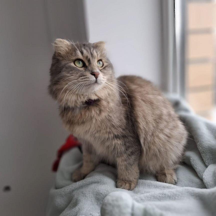 Кошки в добрые руки