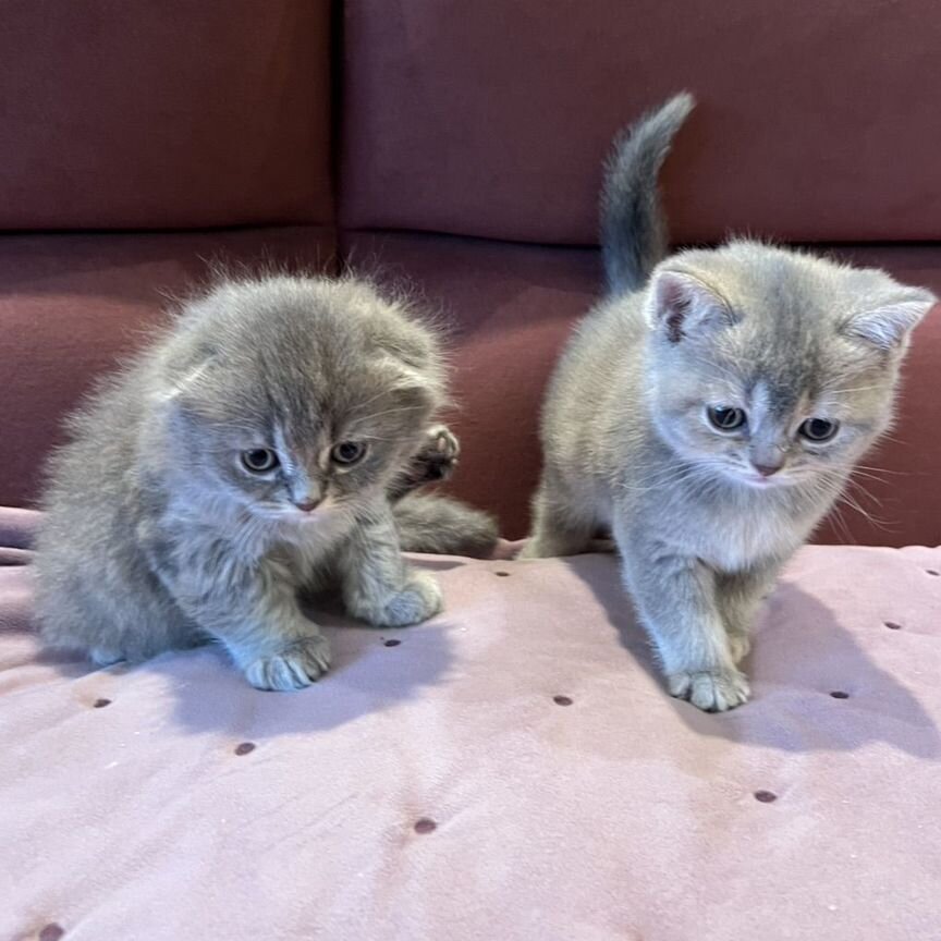 Шотландский вислоухий длинношёрстный котёнок