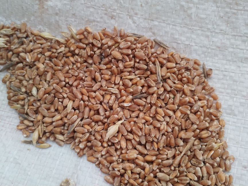 Пшеница для кур, перепелки, гуси, утки