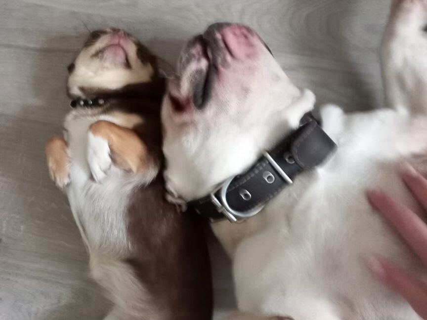 Английский бульдог в хорошие руки