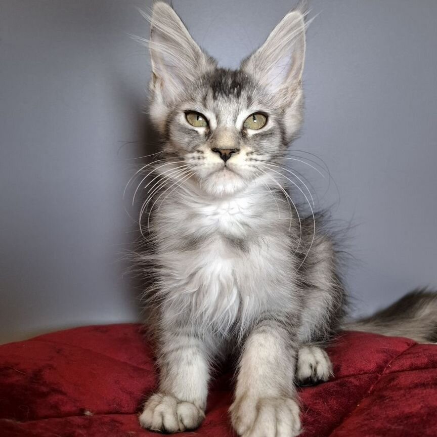 Мейн-кун котёнок