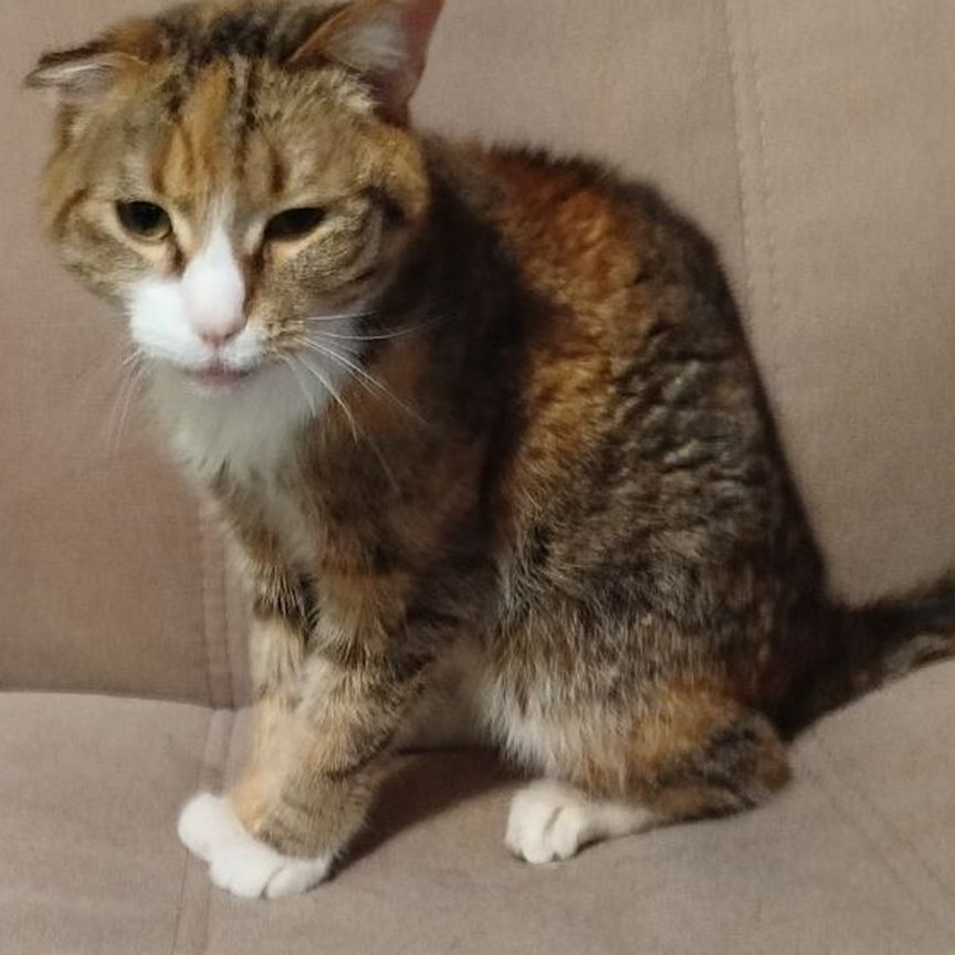 Взрослая, кошка в добрые руки