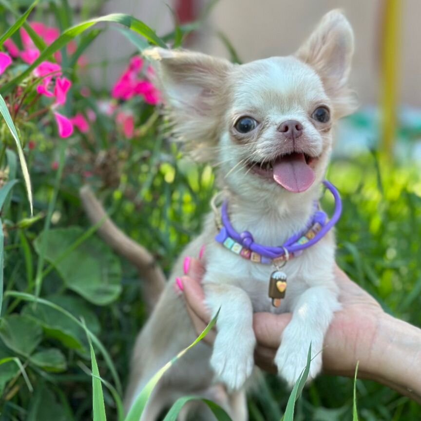 Щенки чихуахуа мини