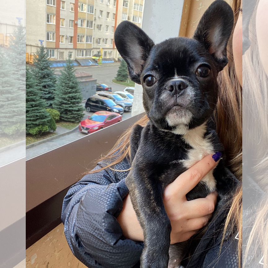 Французский бульдог