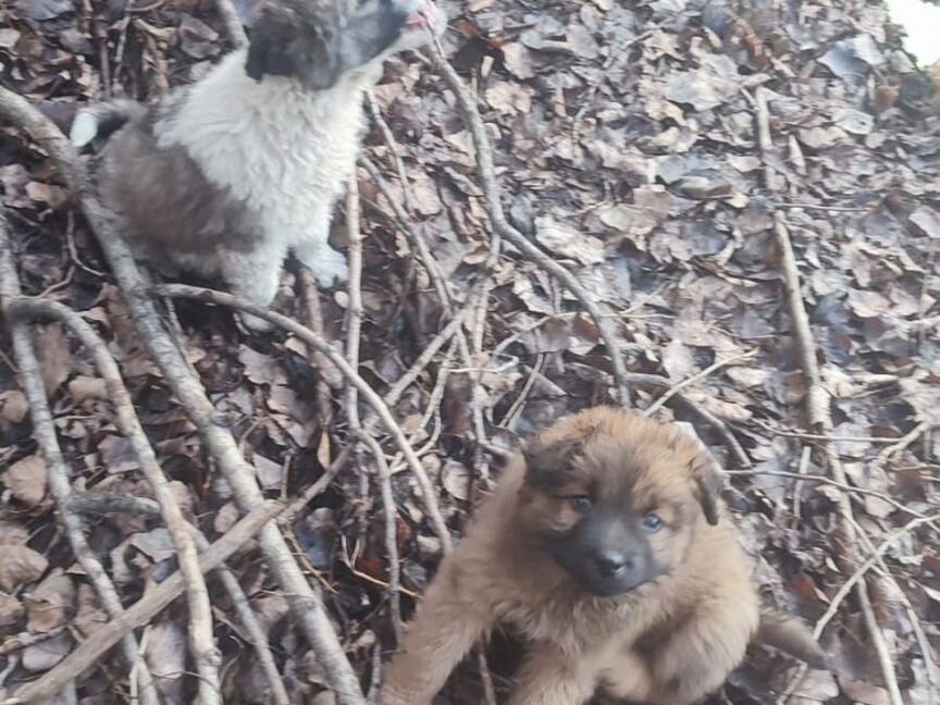 Отдам щенков в добрые руки бесплатно