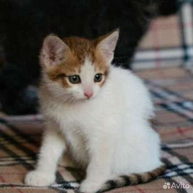 Трогательный малышок в самые добрые руки