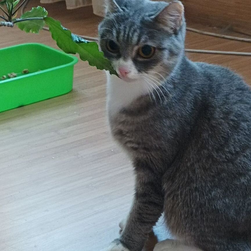 Сонечка