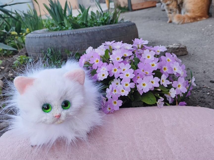 Котик