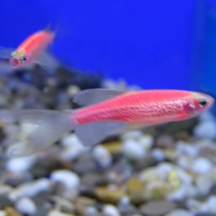 Рыбки данио