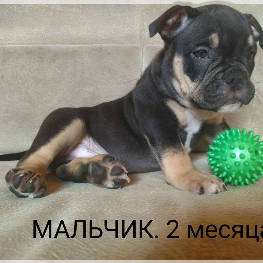 Американский булли покет щенки