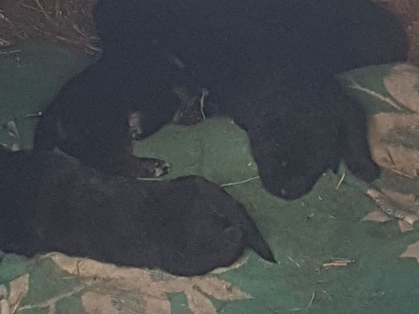 Шинков немецкий овчарка