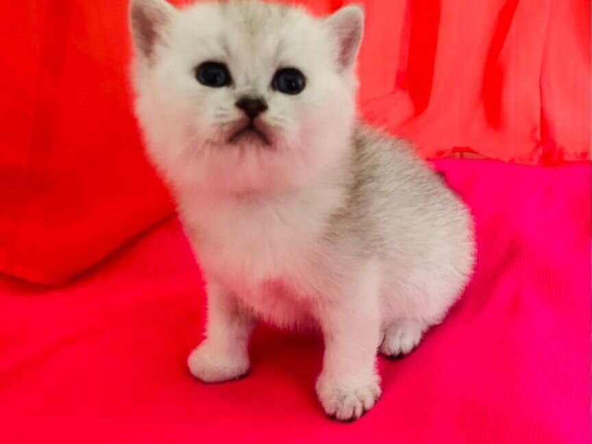Шотландские котята