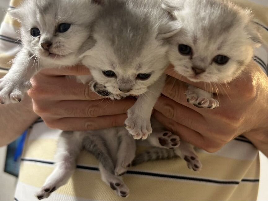 Котята