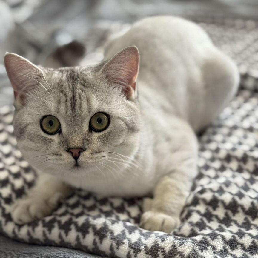 Британский кот на вязку