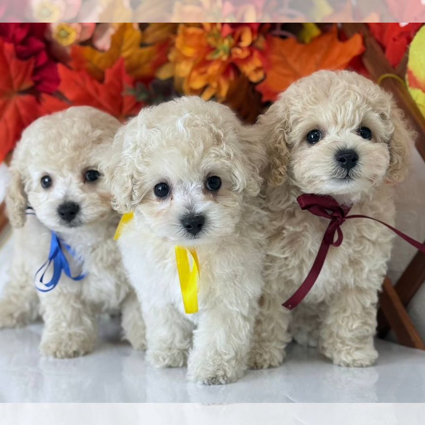 Бишон фризе, щенок