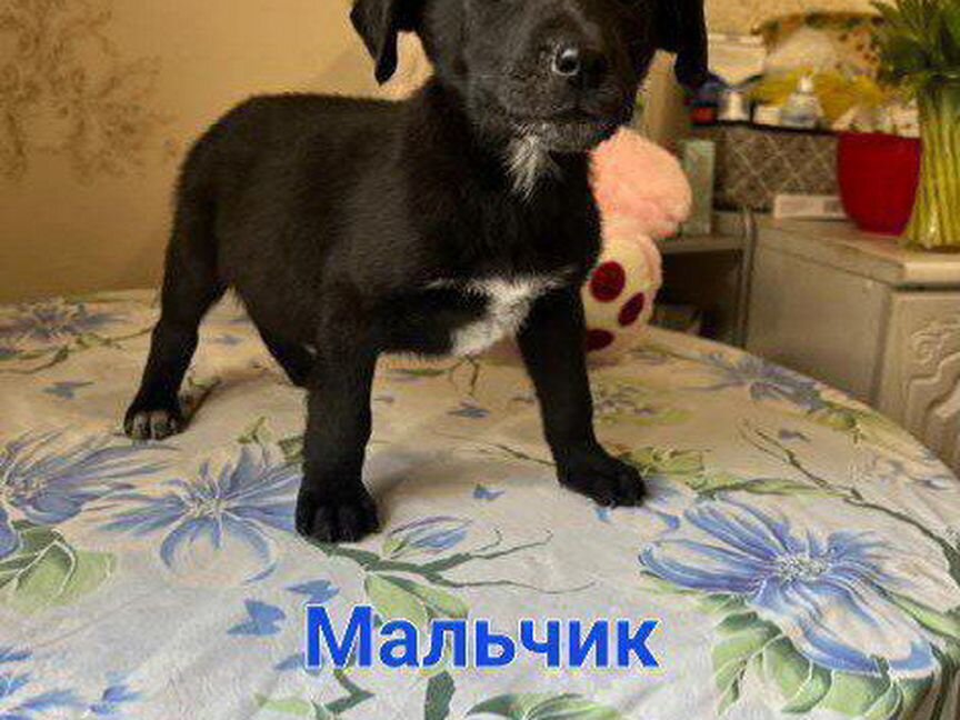 Метисы лабрадорчика в добрые руки