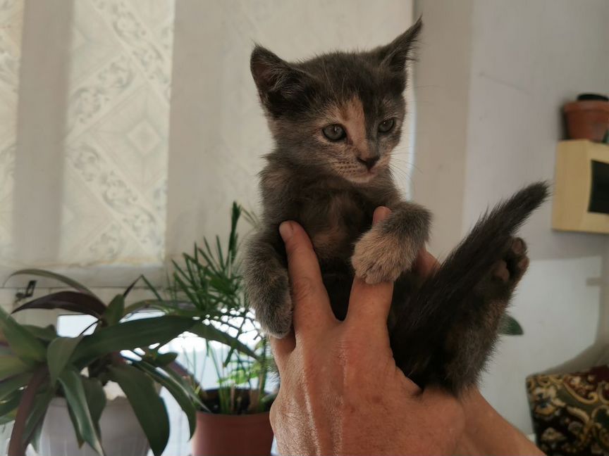 Кошка в дар бесплатно