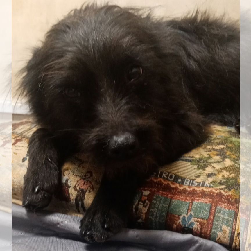 Взрослая собака от частного владельца