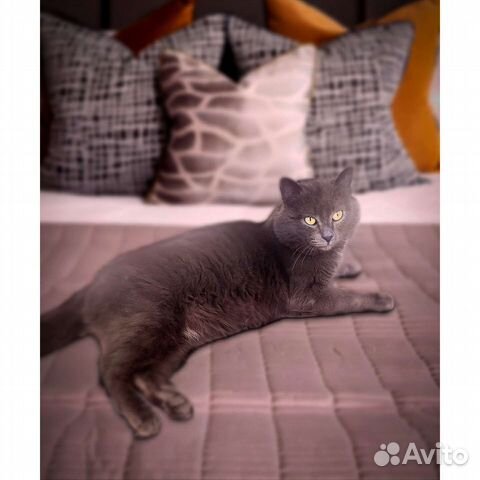 Кот окрас русская голубая 1 год