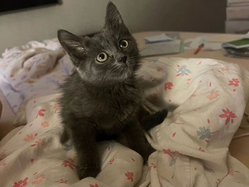 Русская голубая котенок