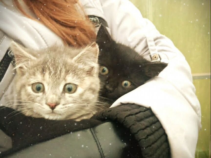 Кошечки